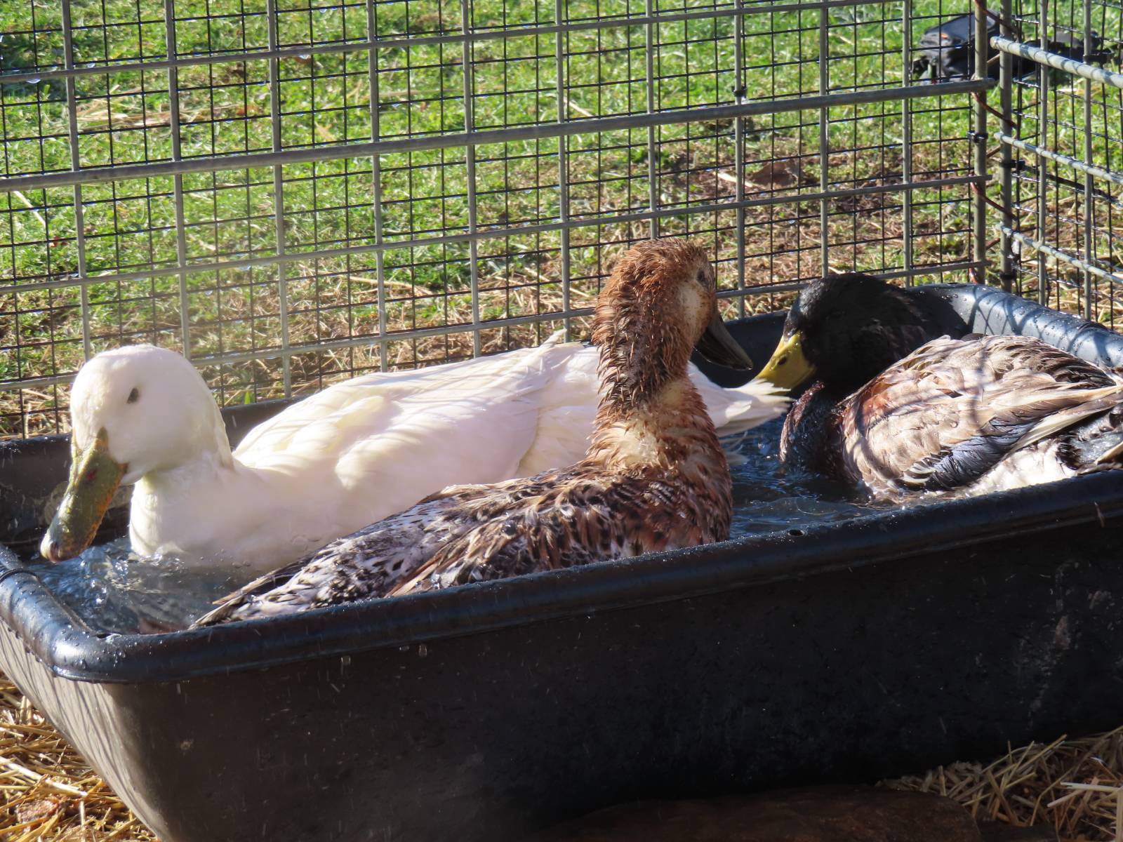 Can You Have a Duck as a Pet? - Backyard Poultry